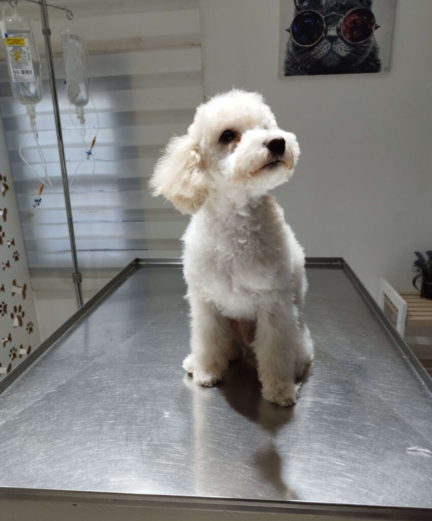 CONSULTA CLINICA - MIVET clinica veterinaria